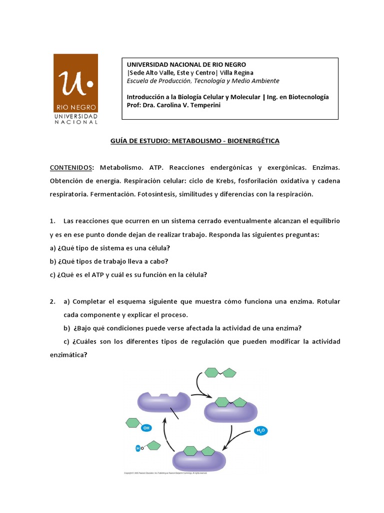 Guia de Estudio - Metabolismo - Bioenergética | PDF | Trifosfato de adenosina | Respiración celular