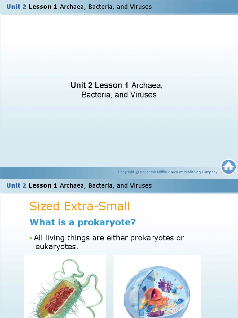 7th Grade Lesson 21 Archaea, Bacteria and Viruses | PDF | Bacteria ...