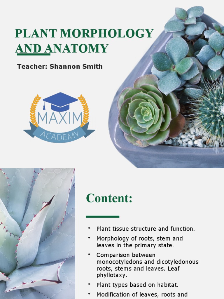Plant Morphology and Anatomy | PDF | Tissue (Biology) | Plant Stem