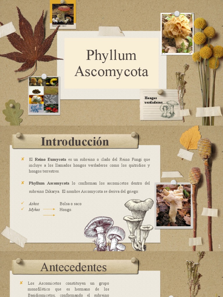 Phyllum Ascomycota | PDF | Hongo | Organismos
