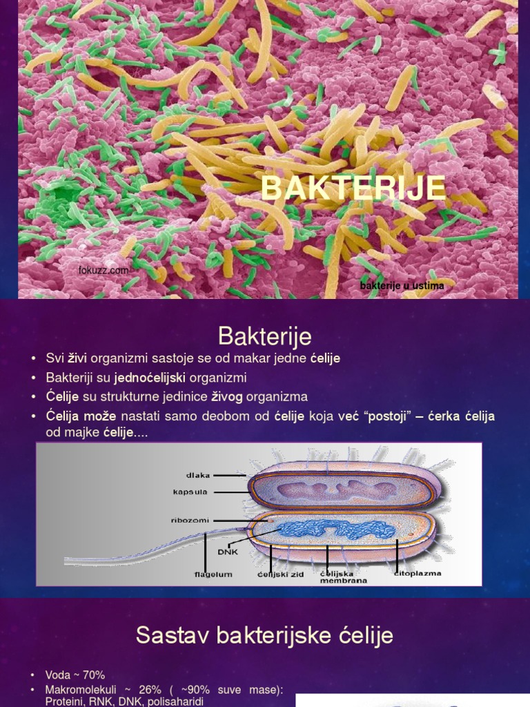 Mikrobiologija Bakteriologija 2021 | PDF