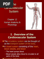 Overview of the Circulatory System | PDF | Blood Vessel | Heart