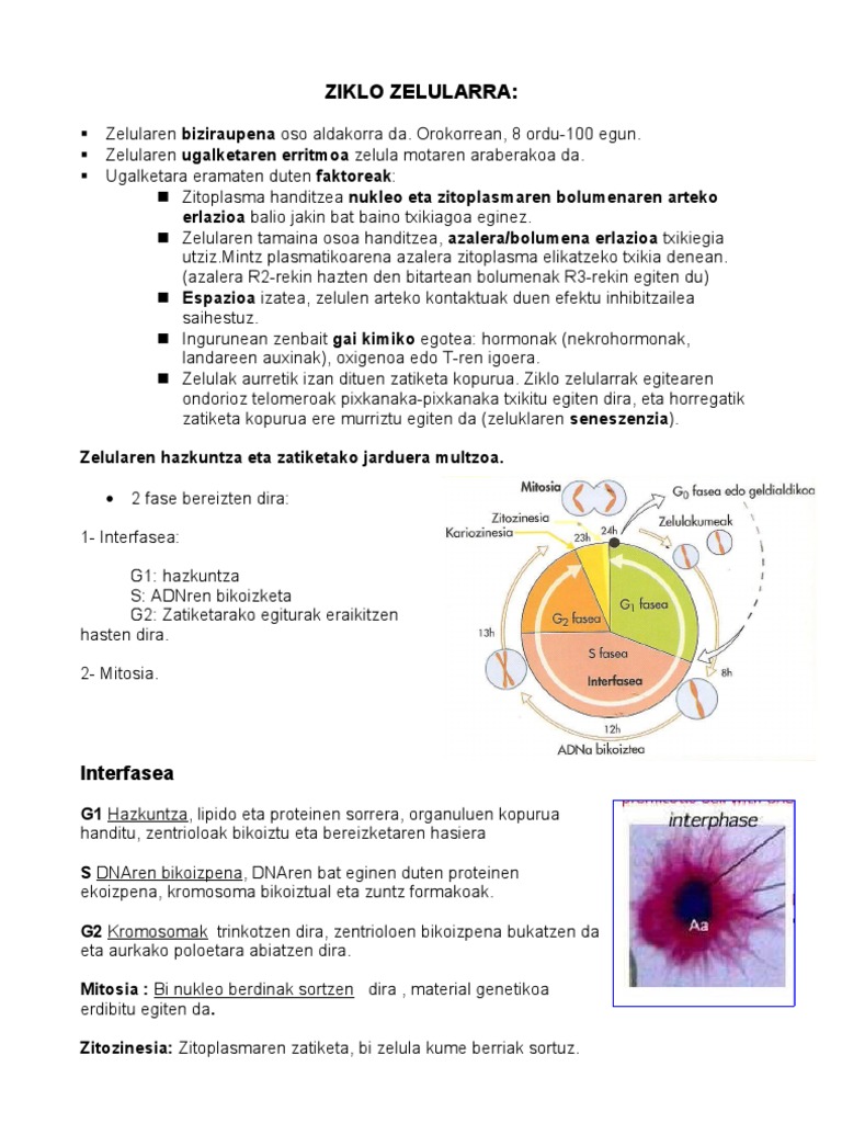 Ziklo Zelularra | PDF