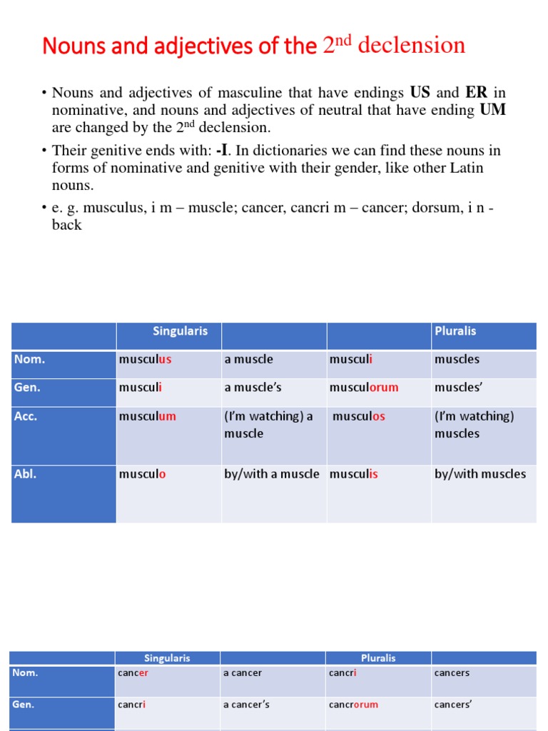 Nouns and Adjectives of The 2nd Declension | PDF | Grammatical Gender ...