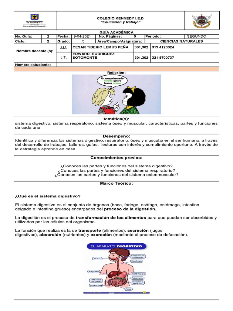 Guía del Sistema Digestivo para Niños | PDF | Digestión | Sistema ...