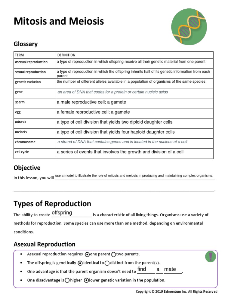 Mitosis Meiosis Notes | PDF | Meiosis | Mitosis