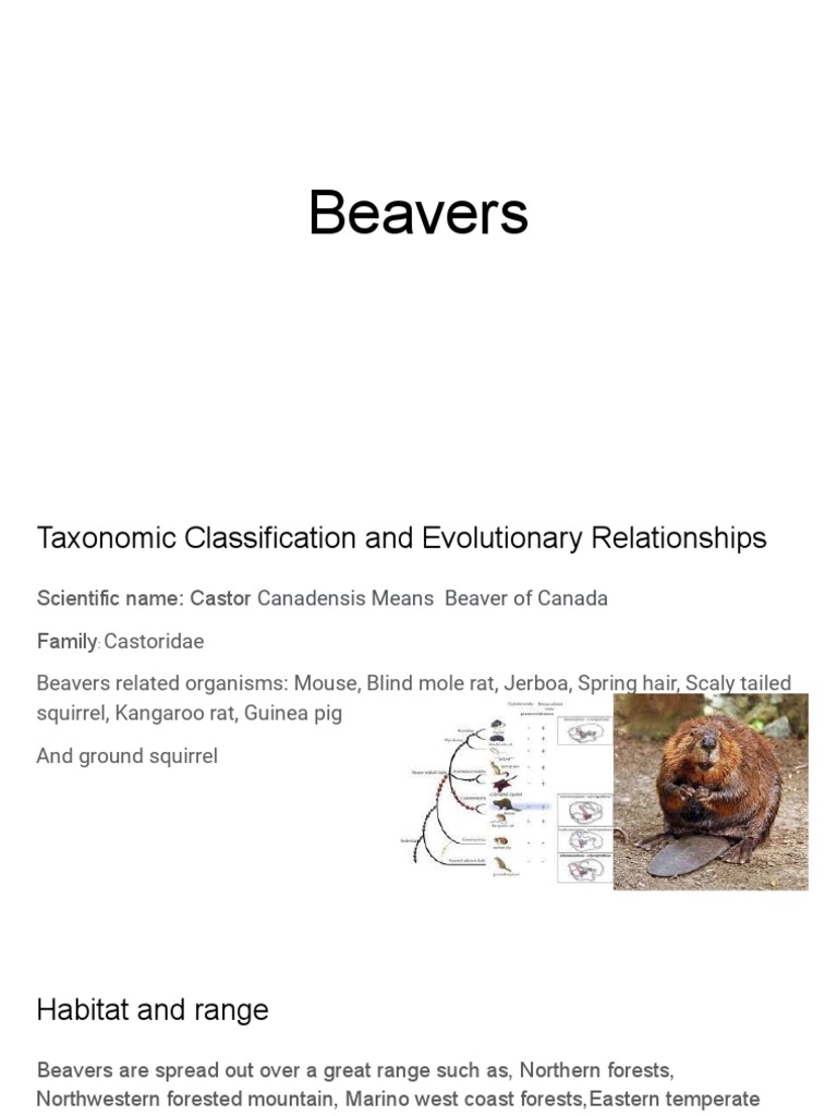 Beaver Presentation | PDF