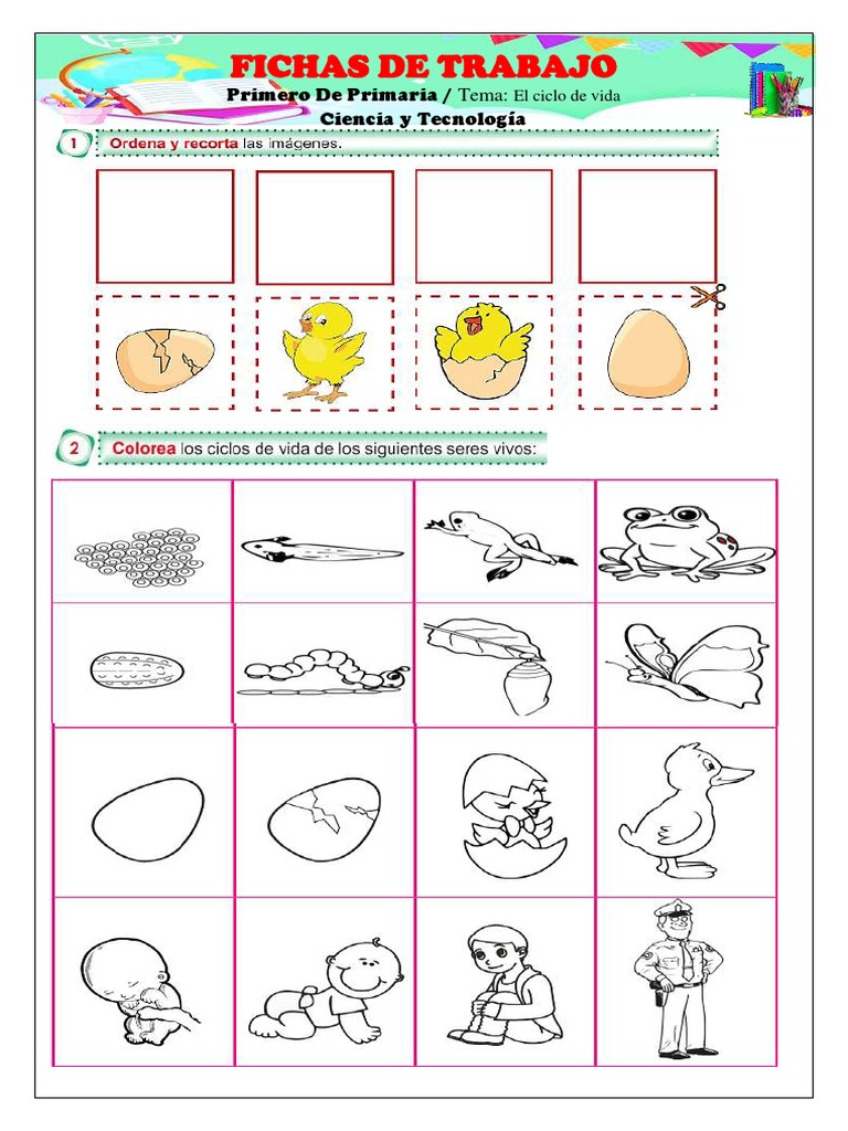 El Ciclo de La Vida Actividad | PDF