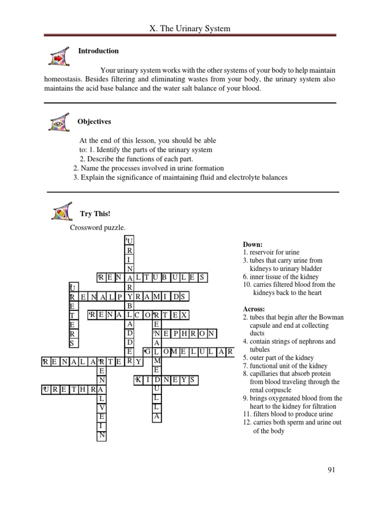 Module Urinary System | PDF | Kidney | Urinary System