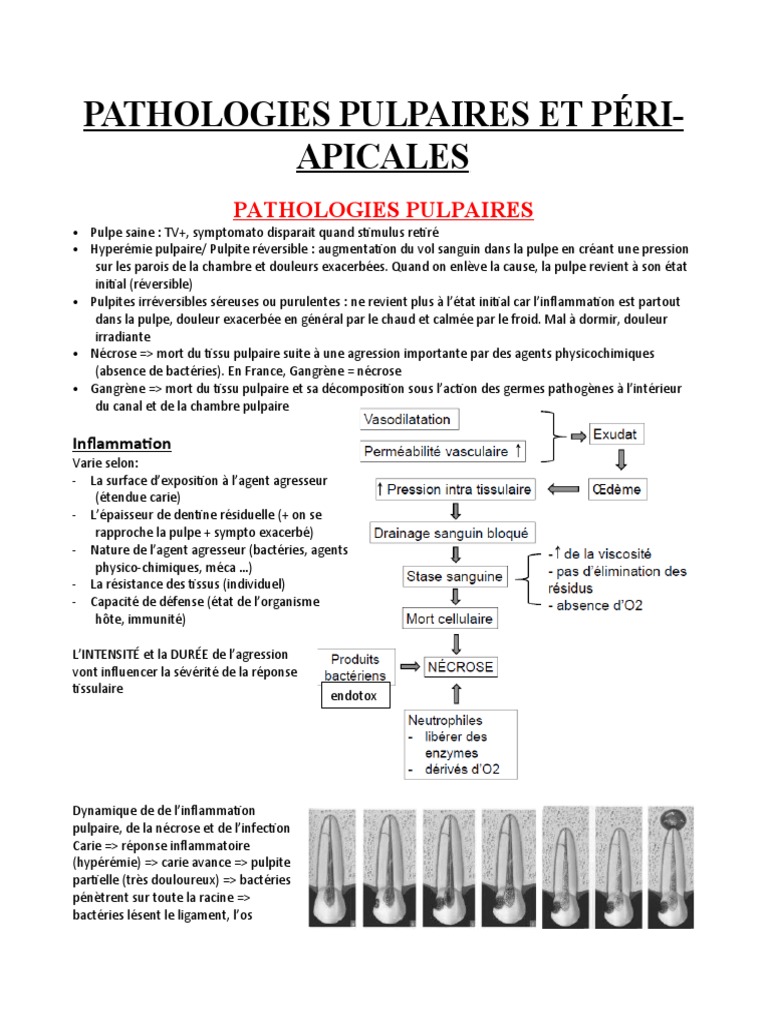 Pathologies pulpaire et péri-apicales | PDF | Biofilm | Os