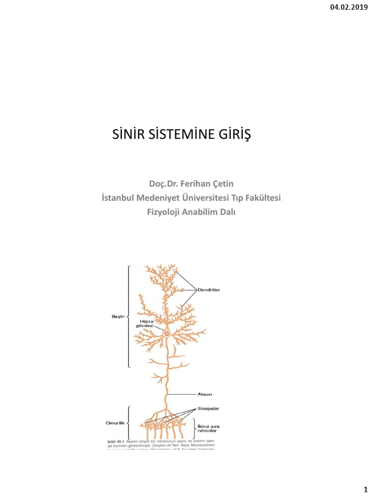 Ders 01-Sinir Sistemine Giris | PDF