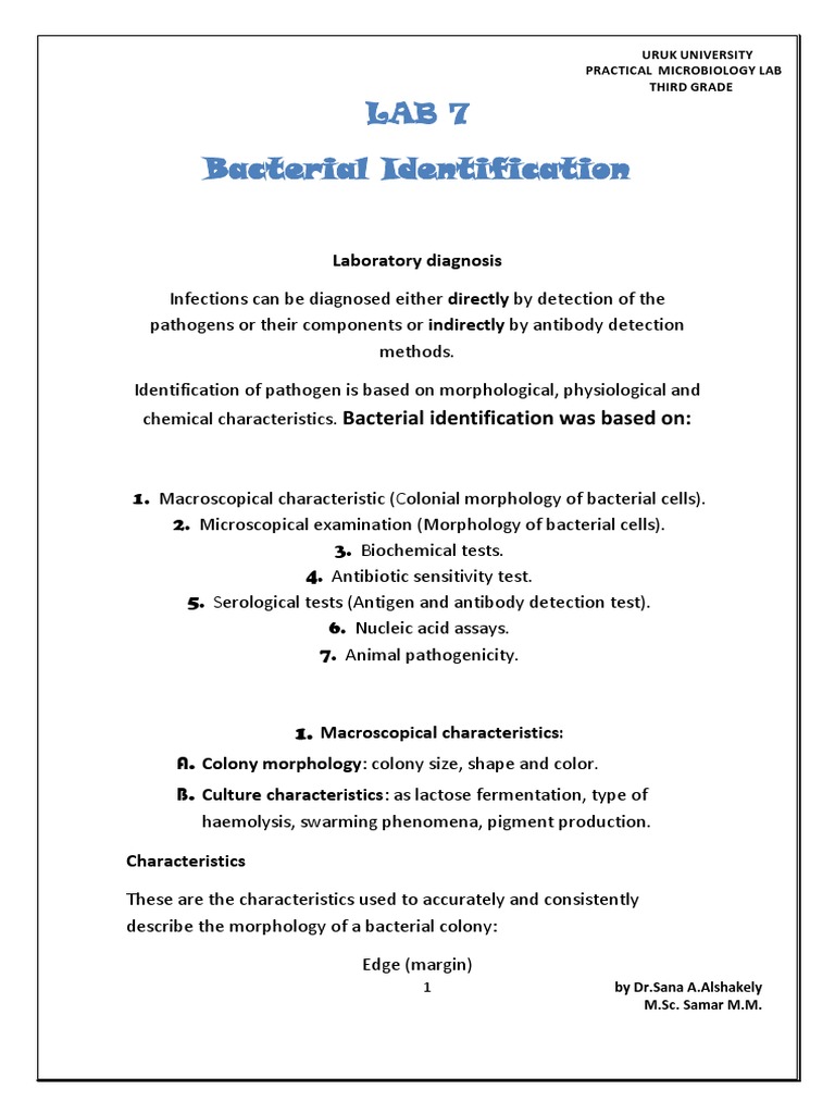 Bacterial Identification Through Macroscopic, Microscopic and ...