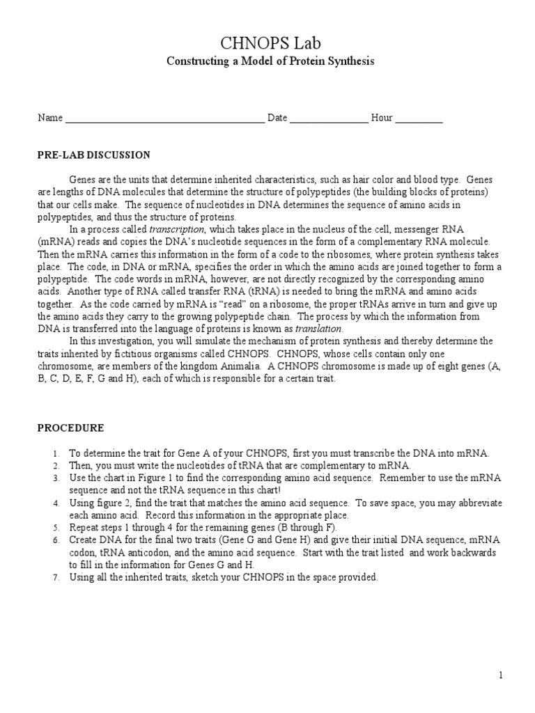 CHNOPS Protein Synthesis Lab Guide | PDF | Translation (Biology) | Rna