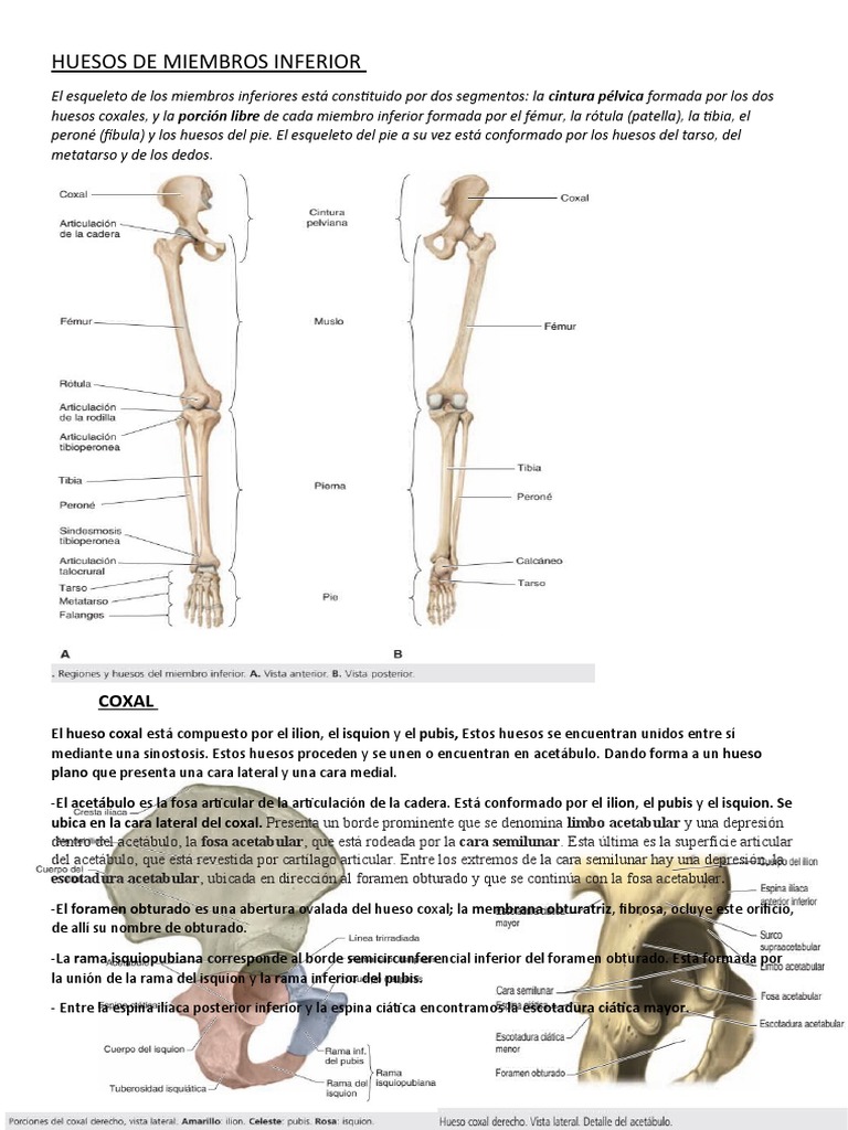 Huesos de Mmii | PDF | Anatomía | Sistema esquelético