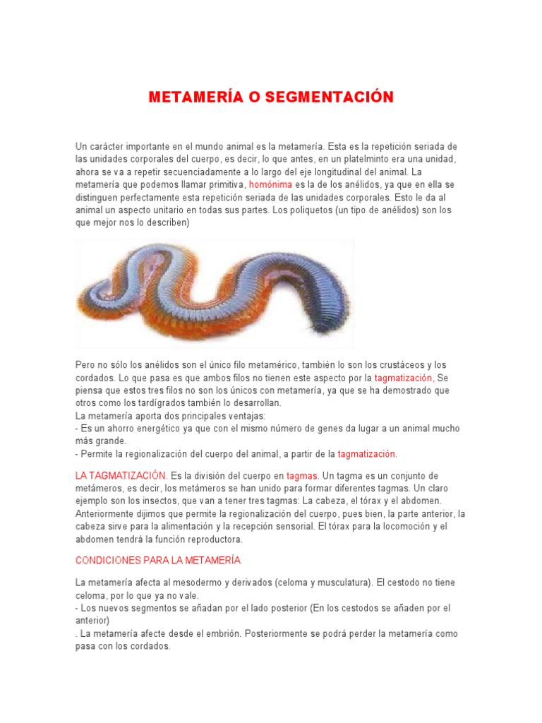 Metamería y Tagmatización en Animales | PDF | Science | Zoología