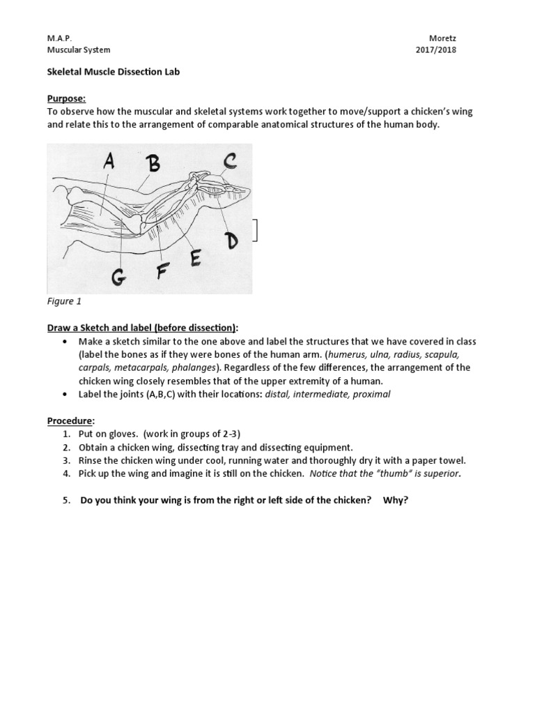 Skeletal Muscle Dissection Lab | PDF | Anatomical Terms Of Location ...