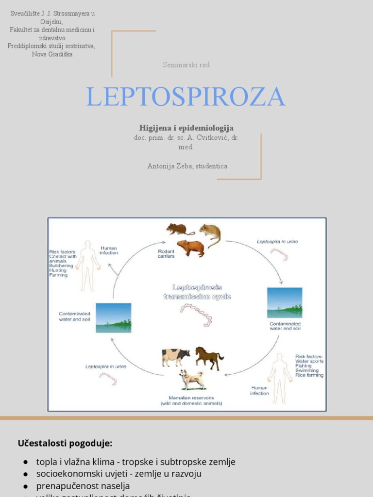 Seminarski Rad LEPTOSPIROZA | PDF