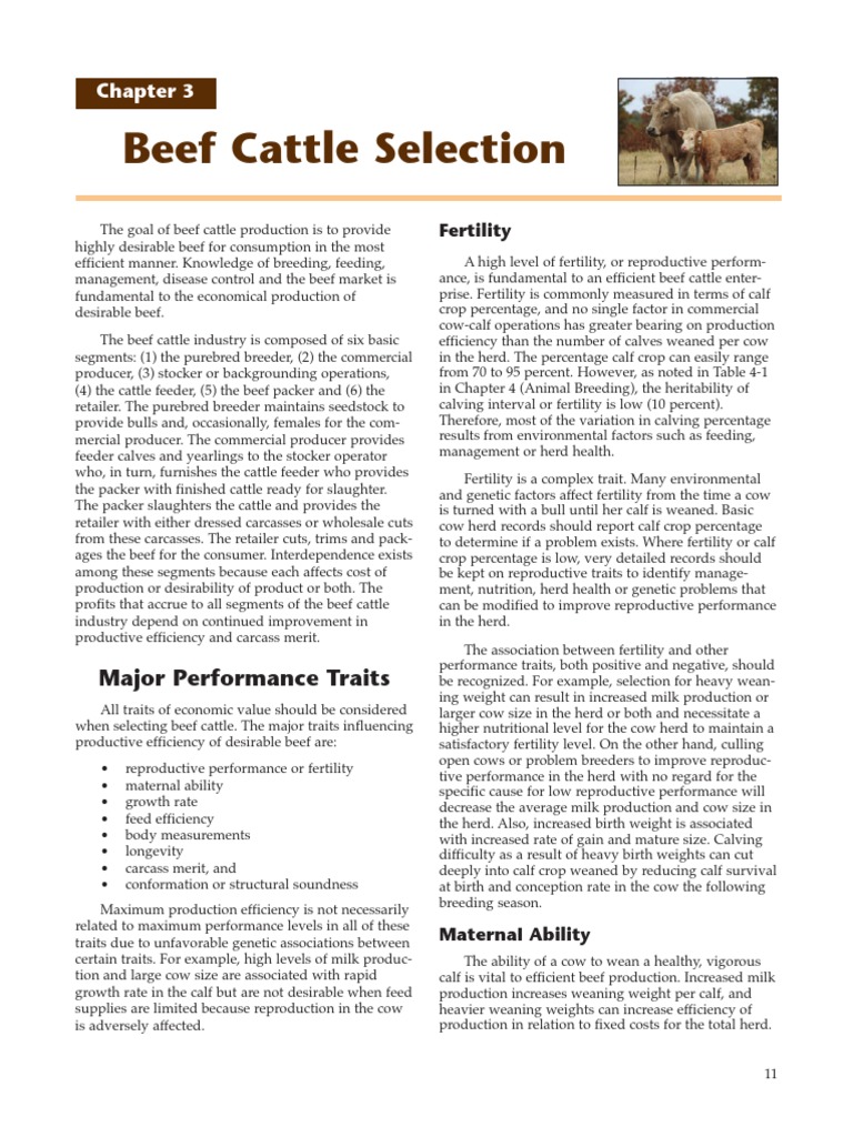 Beef Cattle Selection: Chapter 3 | PDF | Calf | Cattle