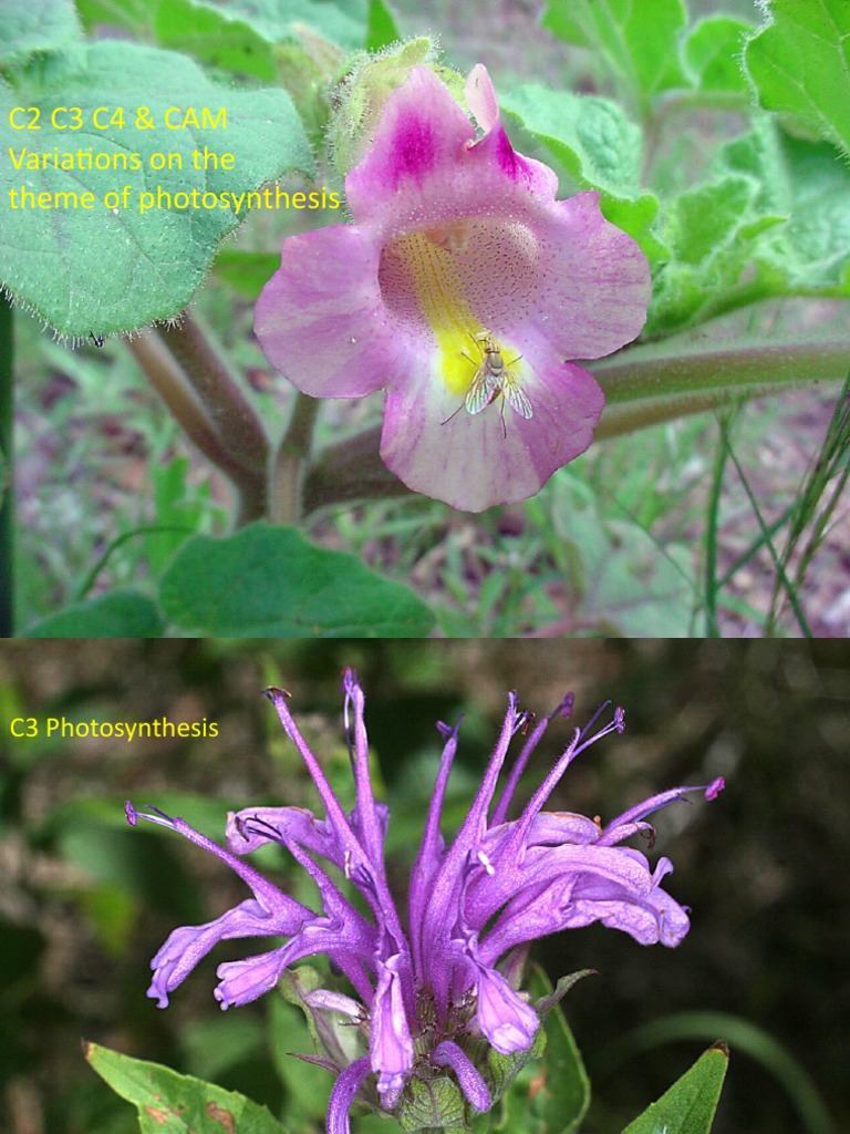 C2 C3 C4 & Cam Variations On The Theme of Photosynthesis | Download ...