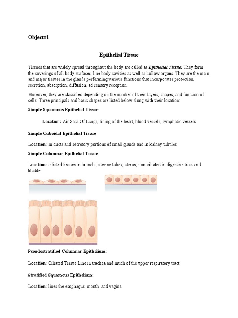 Object#1 Epithelial Tissue | PDF