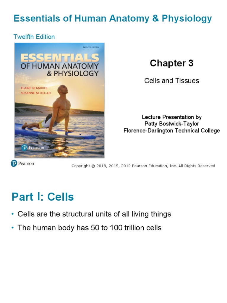 Chapter 3 Cell | PDF | Epithelium | Translation (Biology)