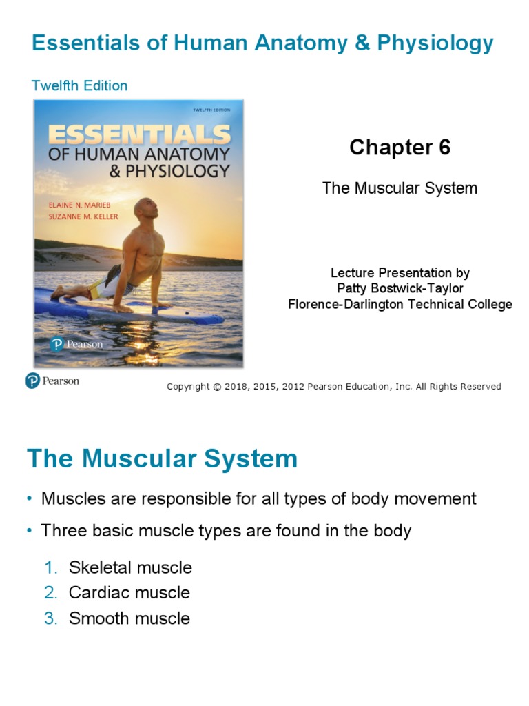 Chapter 6 Muscular | PDF | Anatomical Terms Of Motion | Motor Neuron