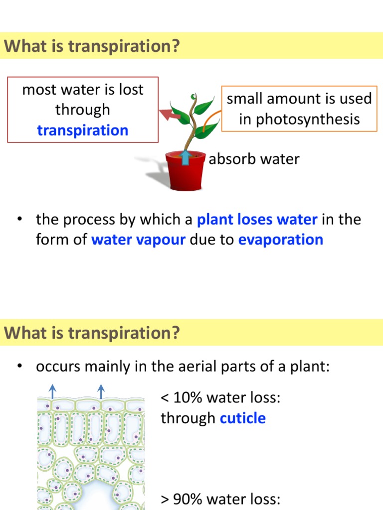 Chapter 11 Transpiration Transport and Support in Plants | PDF | Stoma ...