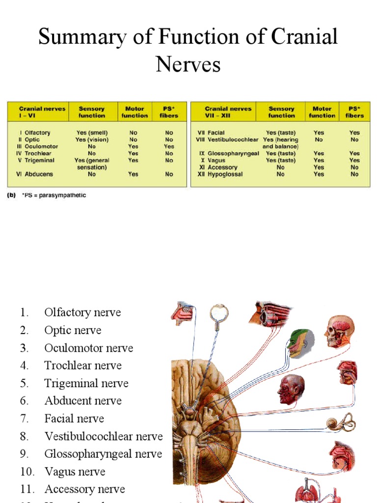 Cranial Nerves And Functions