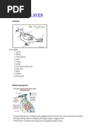 Anatomi Tikus | PDF | Ilmu Sosial | Kajian Bahasa Asing