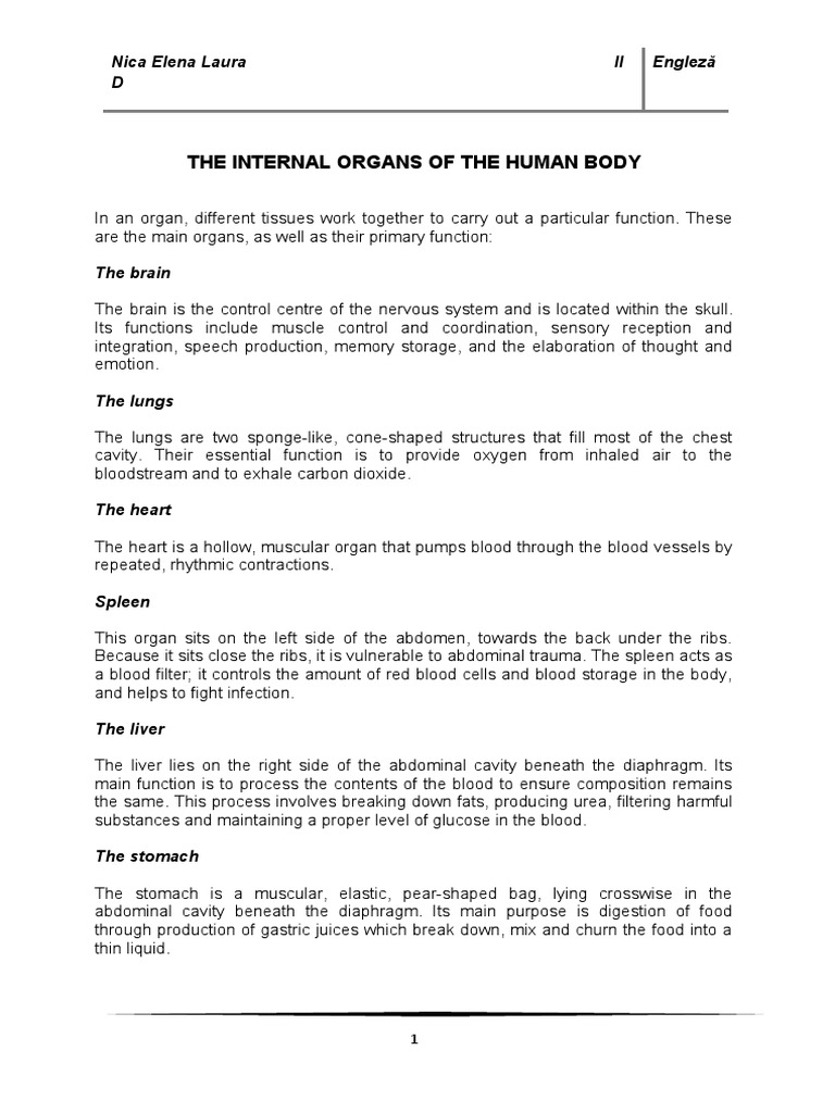 The Internal Organs of The Human Body | PDF | Human Body | Abdomen