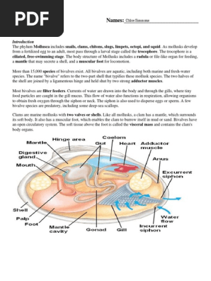 Clam Dissection Quiz