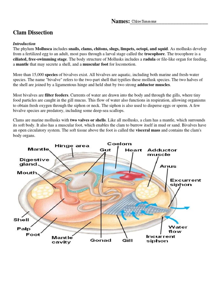 Clam Anatomy Visceral Mass