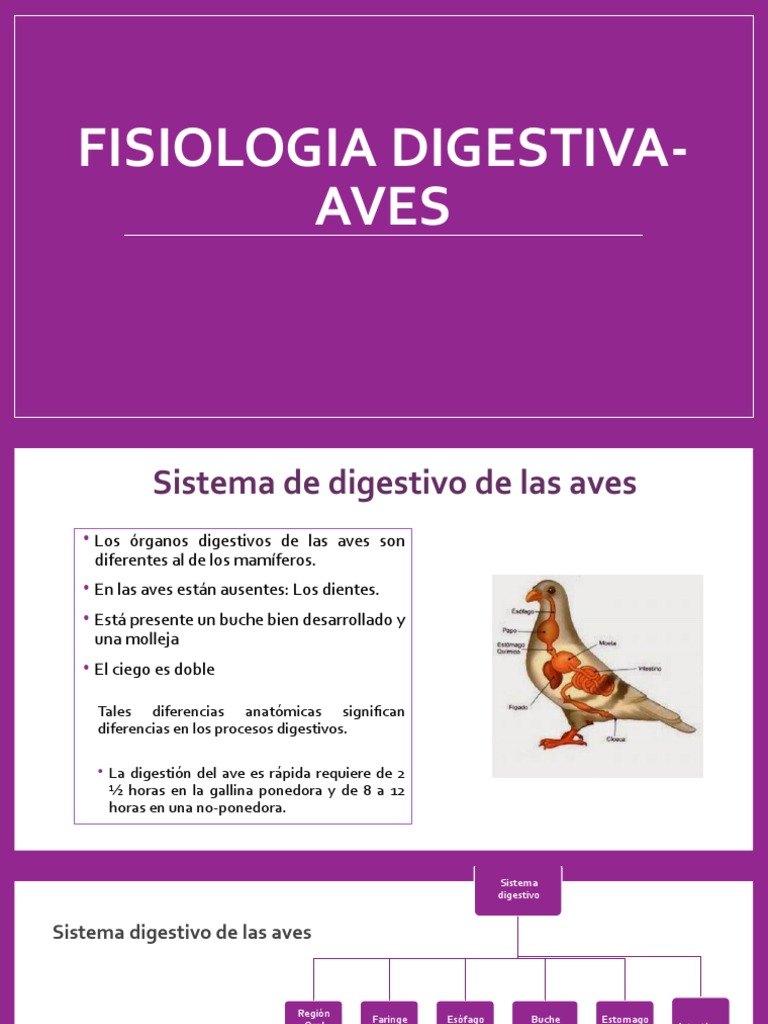 Fisiologia Digestiva-Aves | PDF | Digestión | Sistema digestivo humano