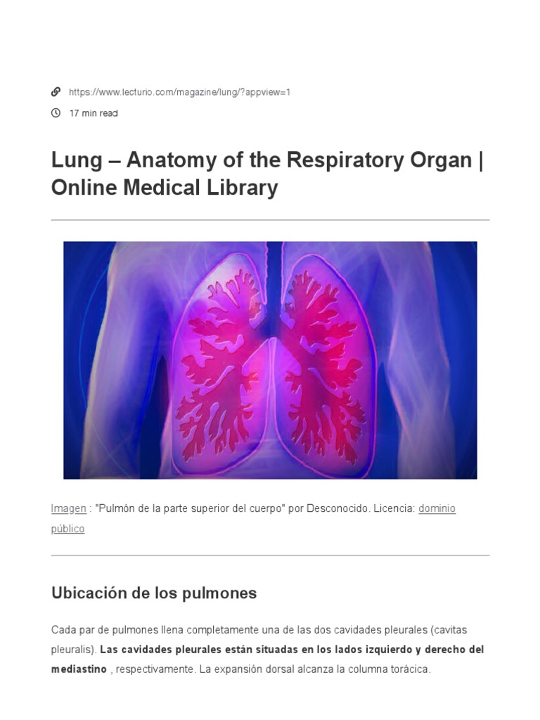 Pulmón - Anatomía Del Órgano Respiratorio - Biblioteca Médica en Línea ...