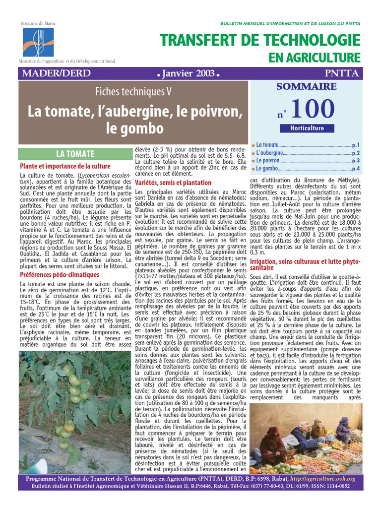 Guide de culture de la tomate au Maroc | PDF | Fertilisant | Tomate