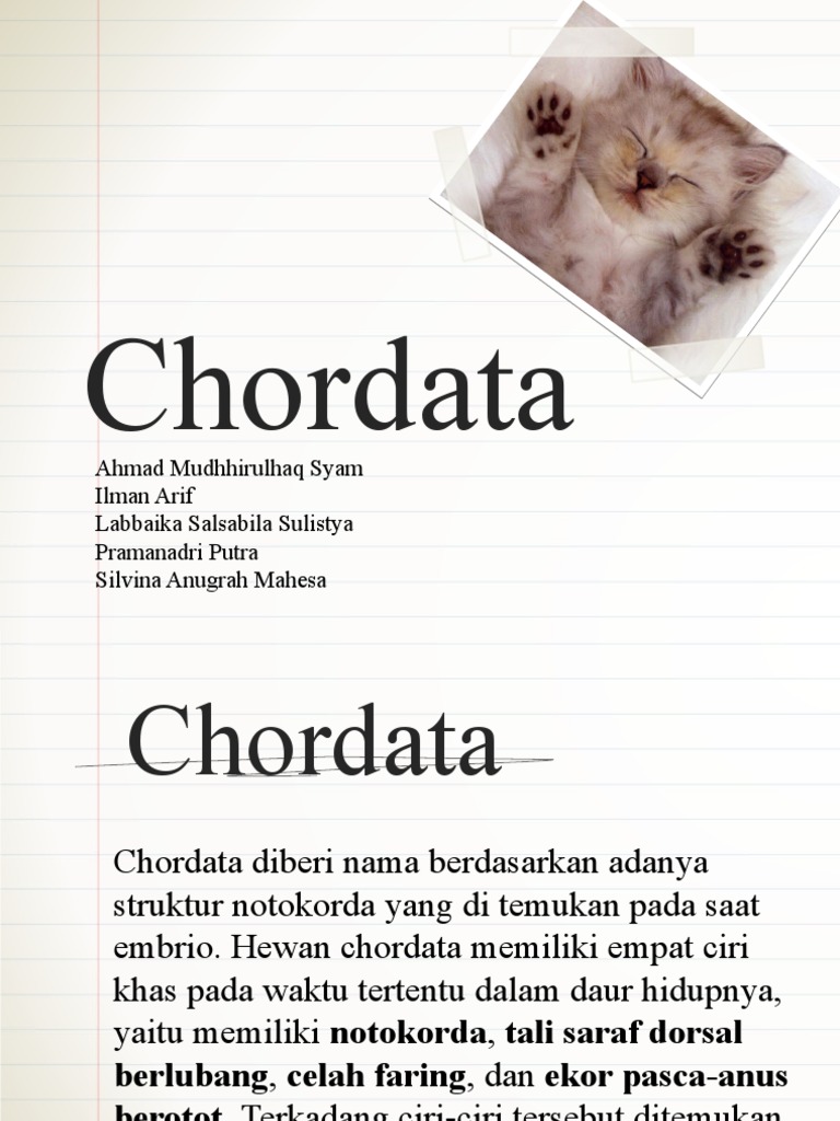 Chordata | PDF