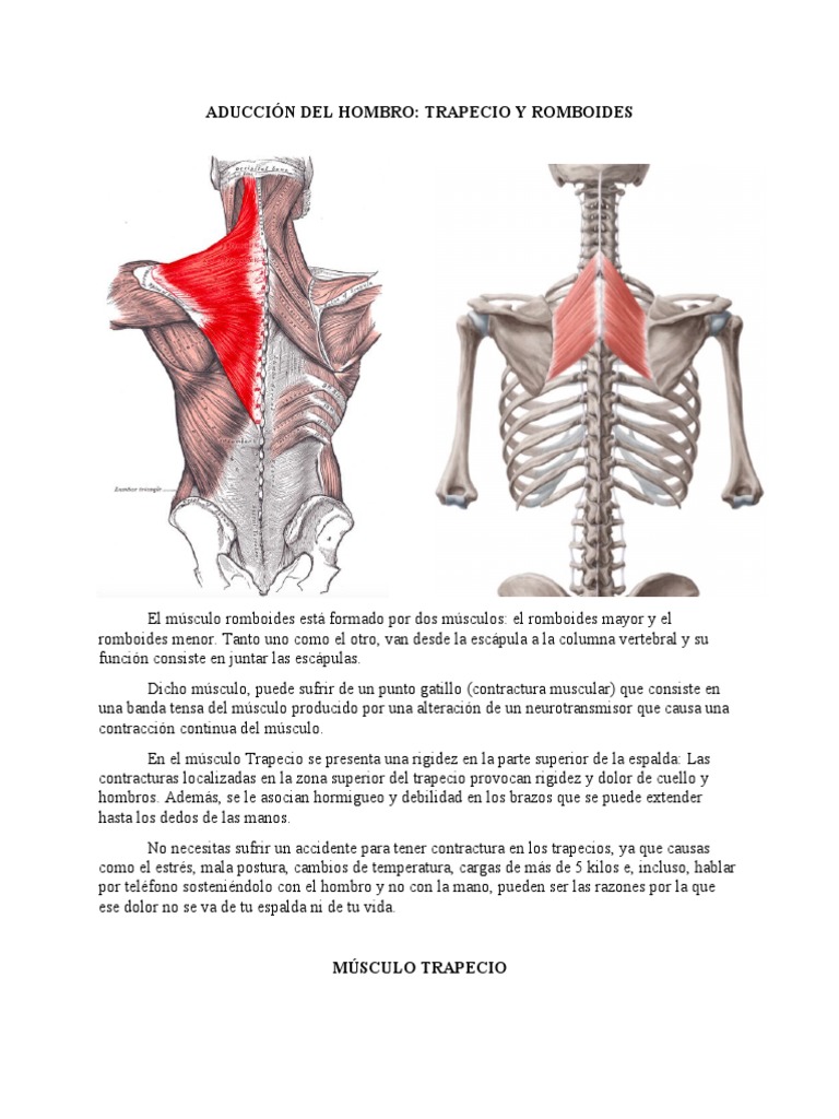 Partes Del Musculo Trapecio