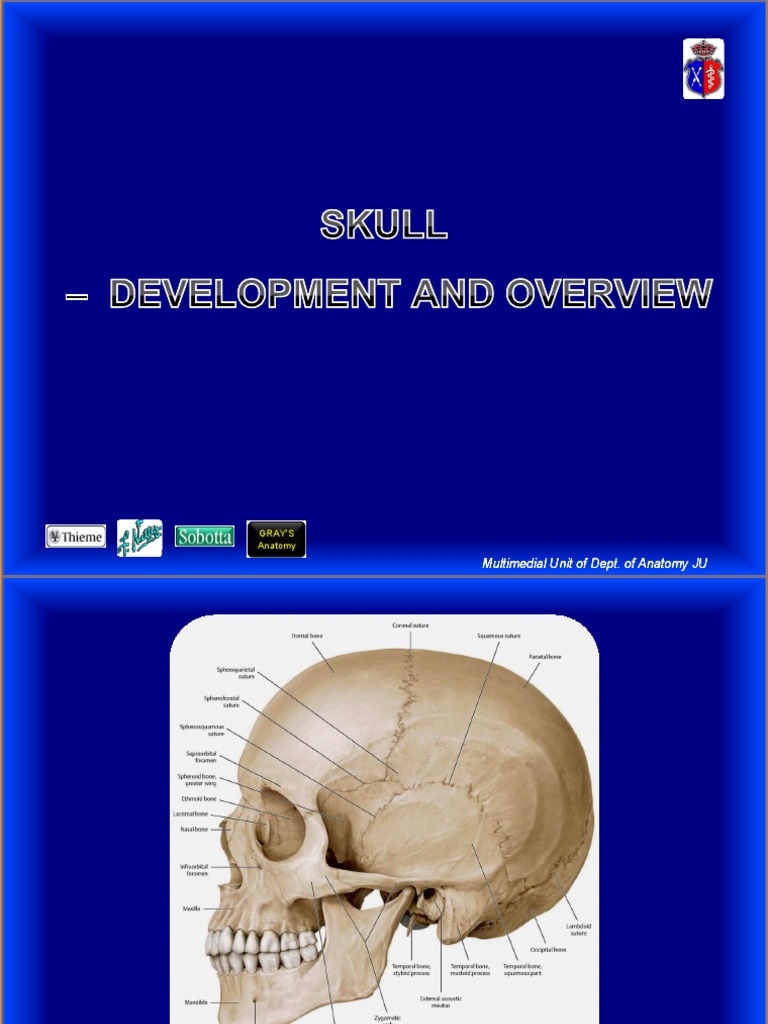 Skull Development and Overview | PDF | Skull | Human Head And Neck