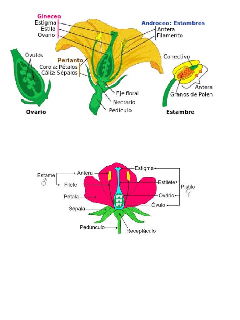 Anatomia Da Flor | PDF