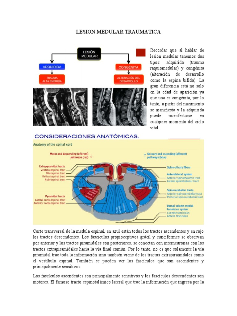 Lesion Medular Traumatica | PDF | Médula espinal | Medicina CLINICA