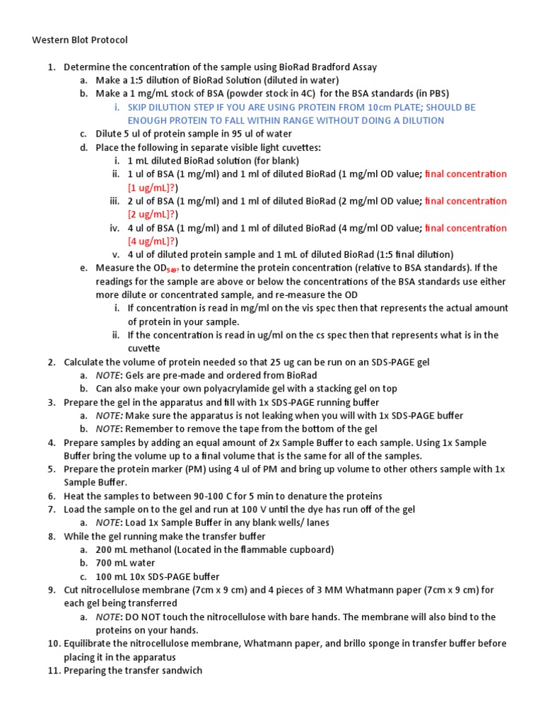 Western Blot Protocol | PDF | Gel Electrophoresis | Western Blot