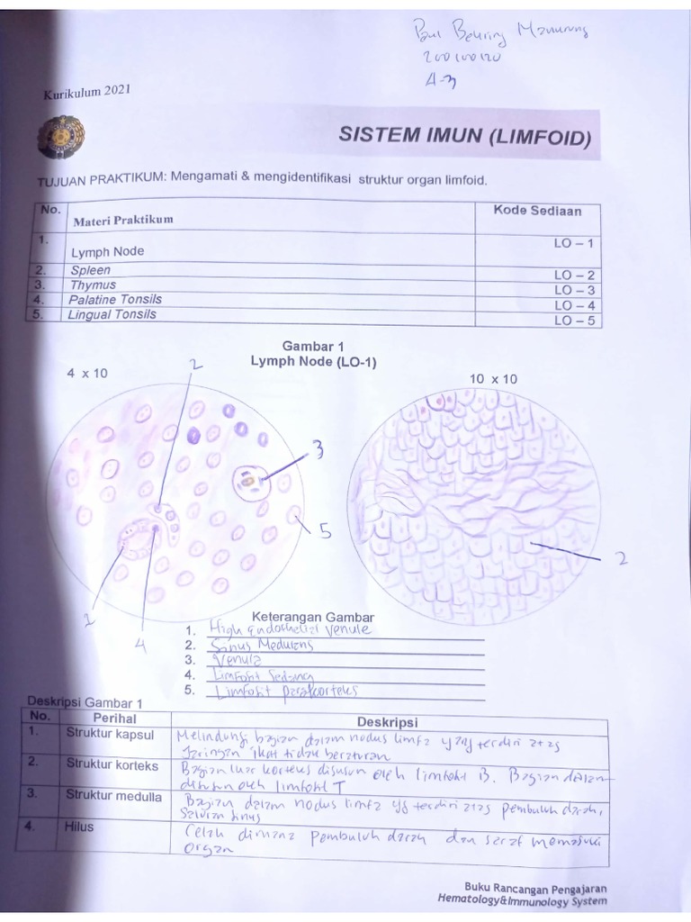 Lembar Kerja Praktikum Sistem Imun (Limfoid) - Paul Behring Manurung ...