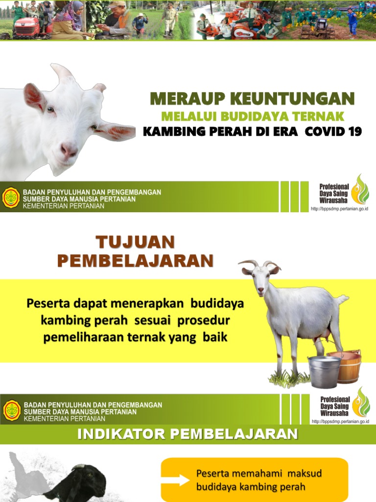 Budidaya Kambing Perah Pandemi | PDF | Kesehatan Holistik | Sains & Matematika