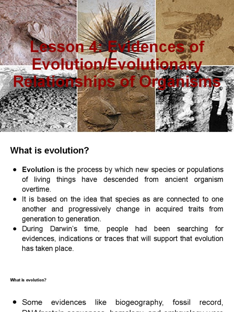 Evidence of Evolution and Relationships | PDF | Homology (Biology) | Fossil