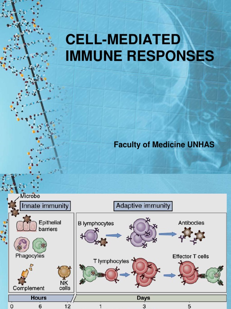 Cell-Mediated Immune Responses | PDF | T Cell | T Helper Cell