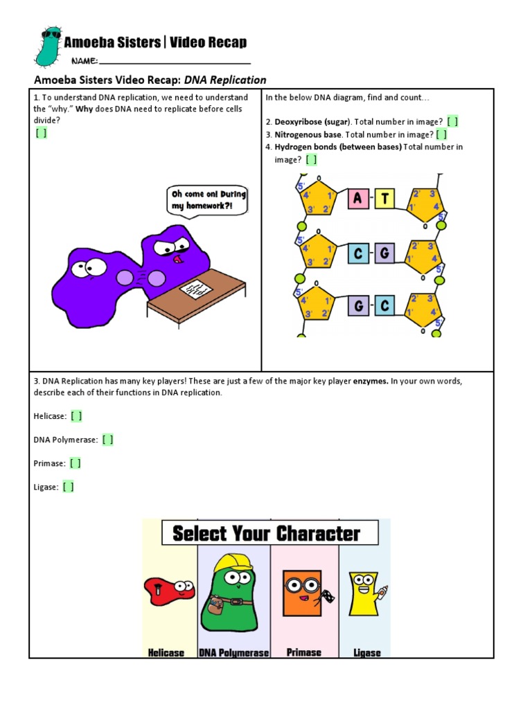 Amoeba Sisters Video Recap:: DNA Replication | PDF