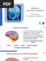 Lobulo de La Insula | PDF | Corteza Insular | Lóbulo temporal