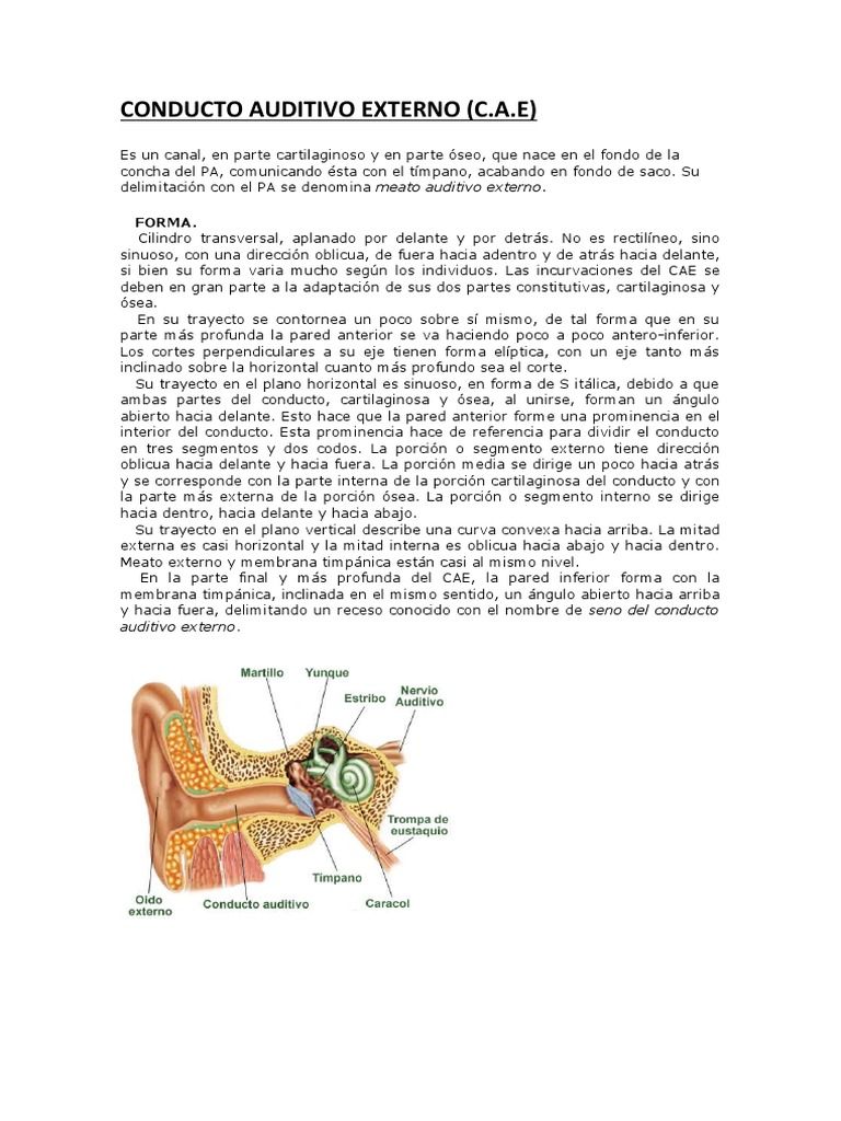 Anatomía del Conducto Auditivo Externo | PDF