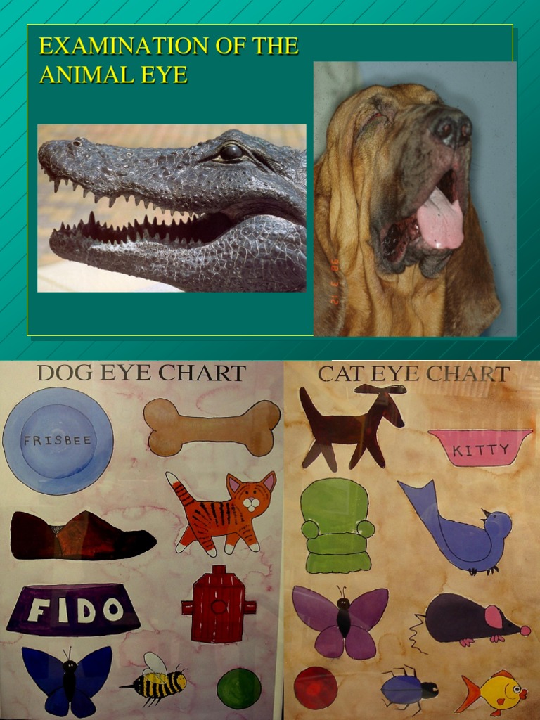 Eye Exam | PDF | Vision | Ophthalmology