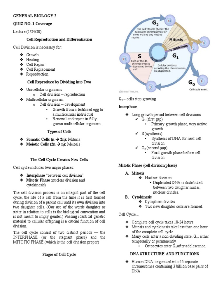 Cell Reproduction and Differentiation Overview | PDF | Meiosis | Mitosis